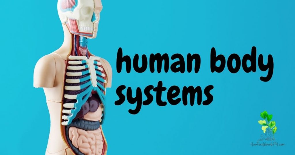 Montessori Mastery Quiz: The Human Body Systems