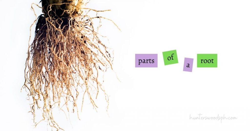 Types of Roots (Montessori Botany Lesson, Quiz and Worksheet)