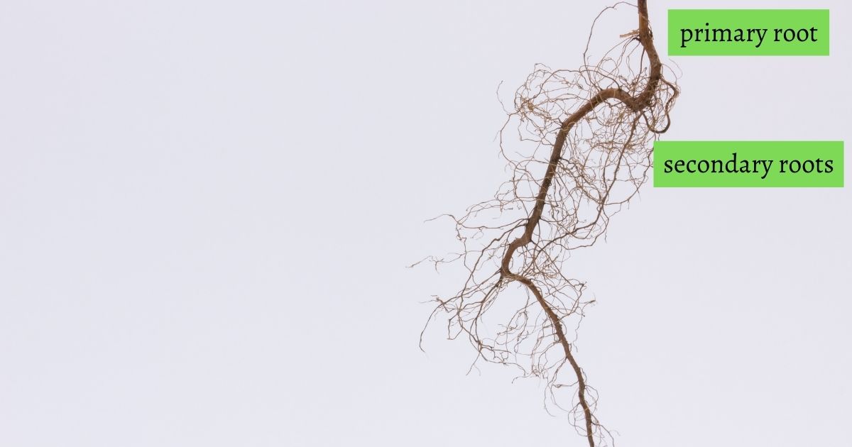 Montessori Botany Lesson and Worksheet: Parts of a Root