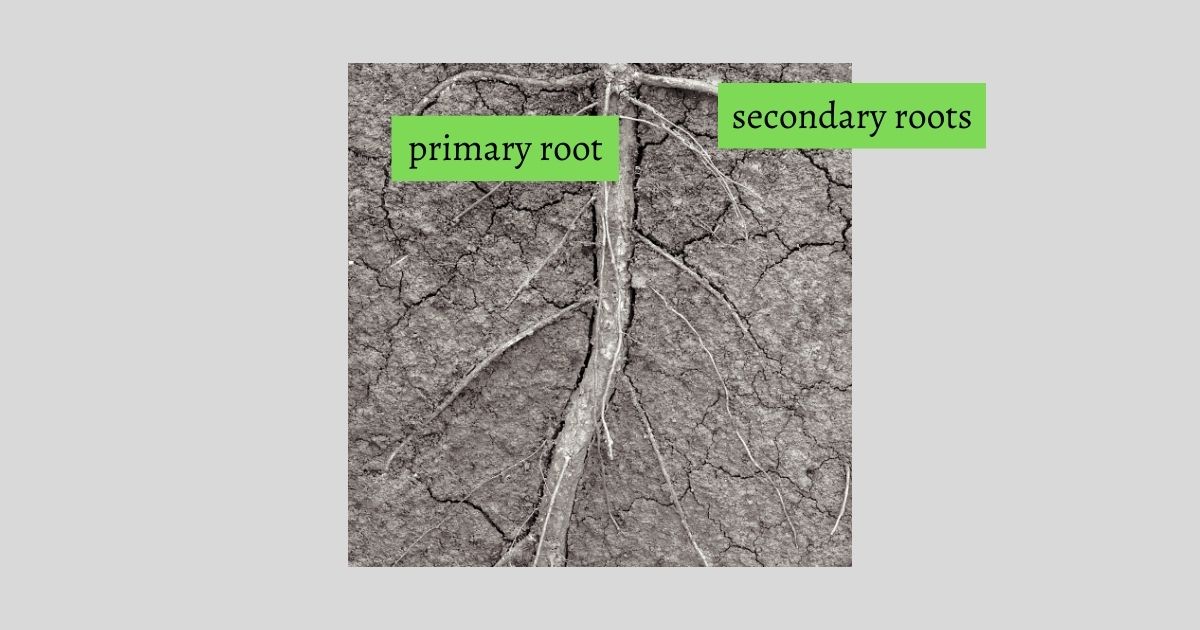 Montessori Botany Lesson and Worksheet: Parts of a Root