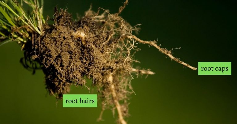 Montessori Botany Lesson and Worksheet: Parts of a Root