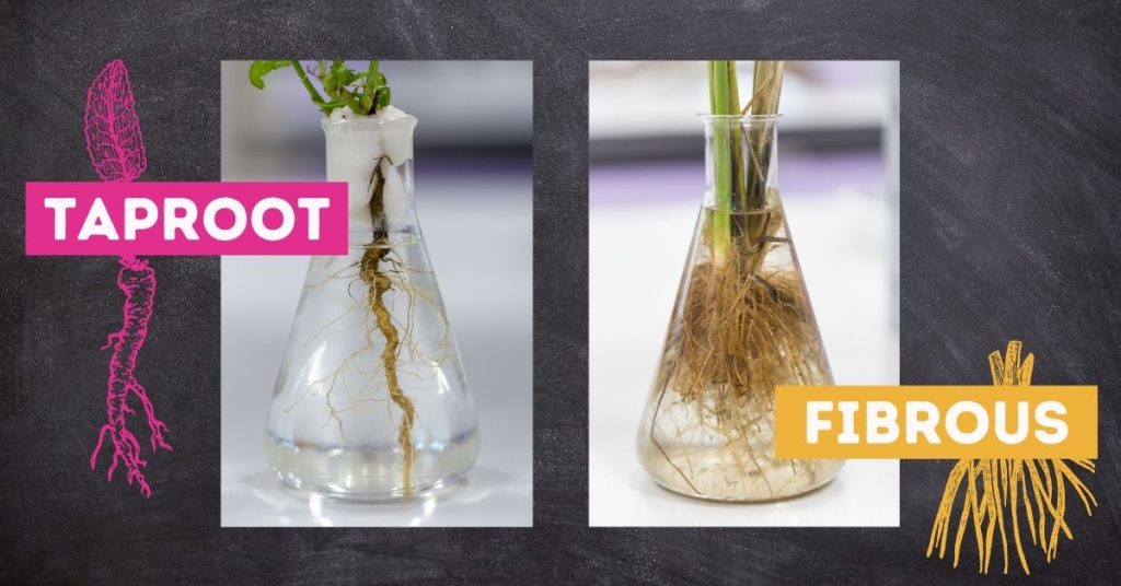 Montessori-Inspired Interactive Online Quizzes | Hunter's Woods PH